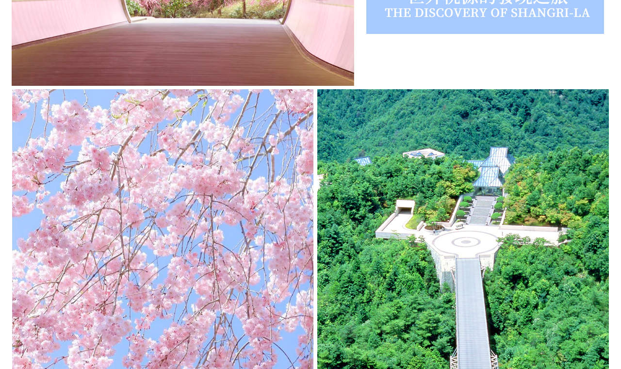 [Sakura Season Limited] Miho Museum × Mii-dera Temple Night Cherry ...
